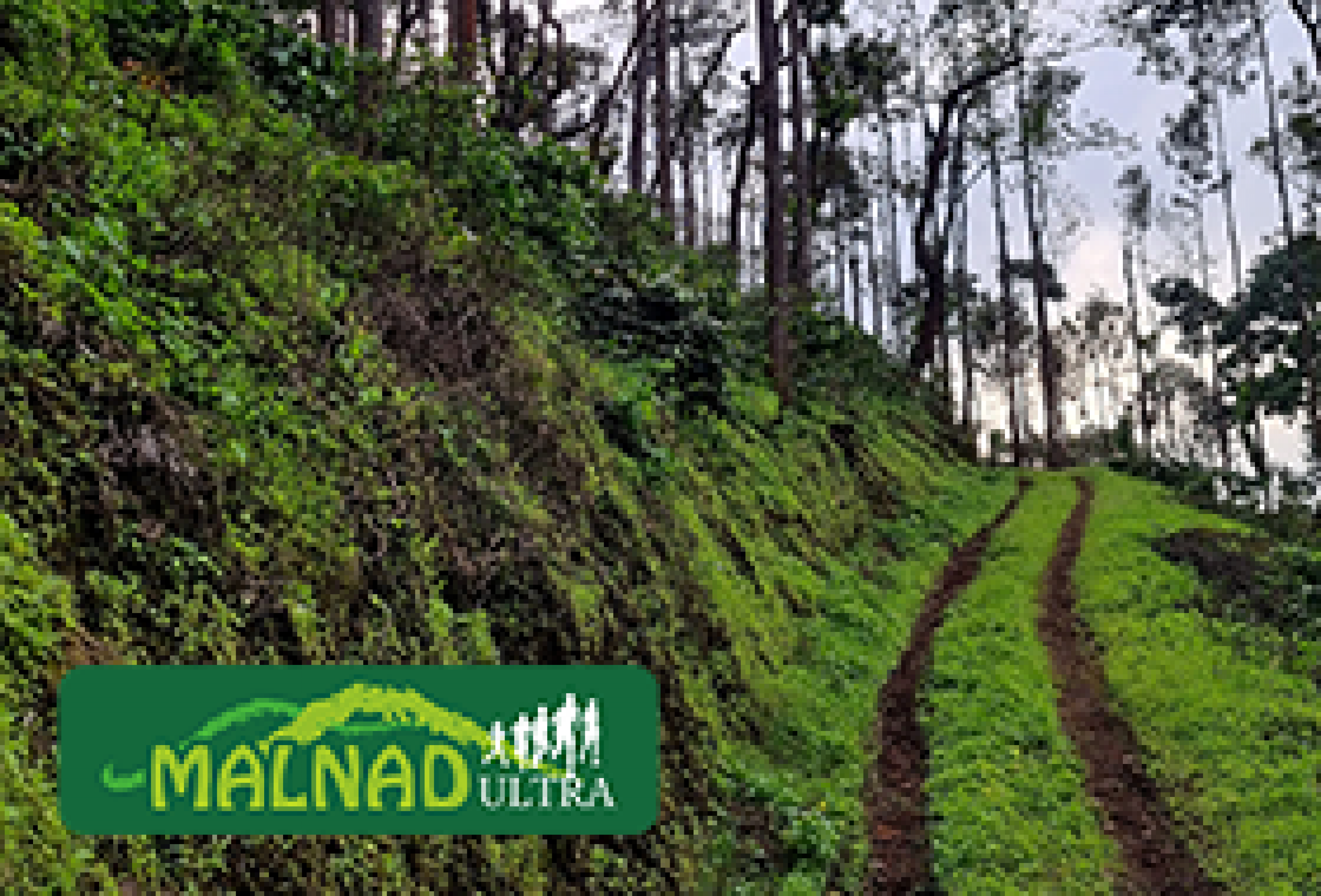 MyRace Timing Solutions